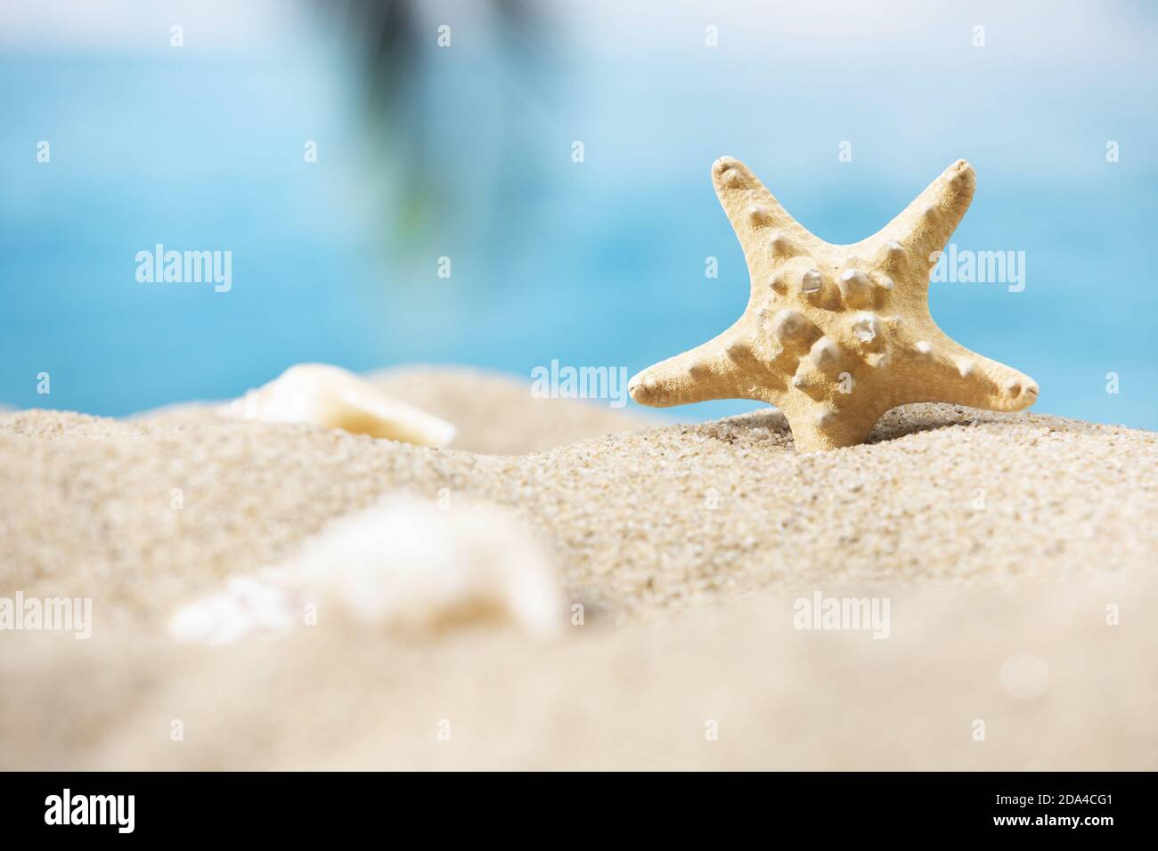 Closeup of a tiny starfish in the sand on a tropical background of a ...