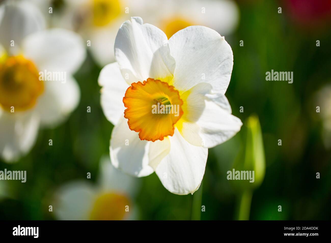 Daffodil glade hi-res stock photography and images - Alamy