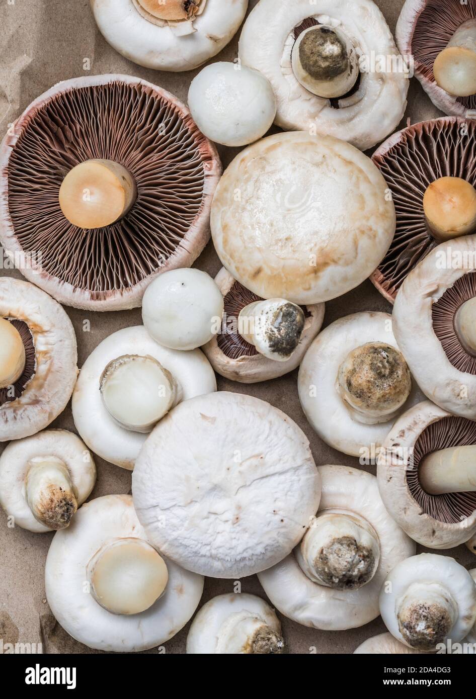Texture of fresh mushrooms. Champignons (button mushrooms) on smooth ...