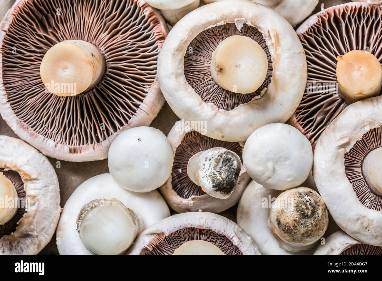Texture of fresh mushrooms. Champignons (button mushrooms) on smooth ...