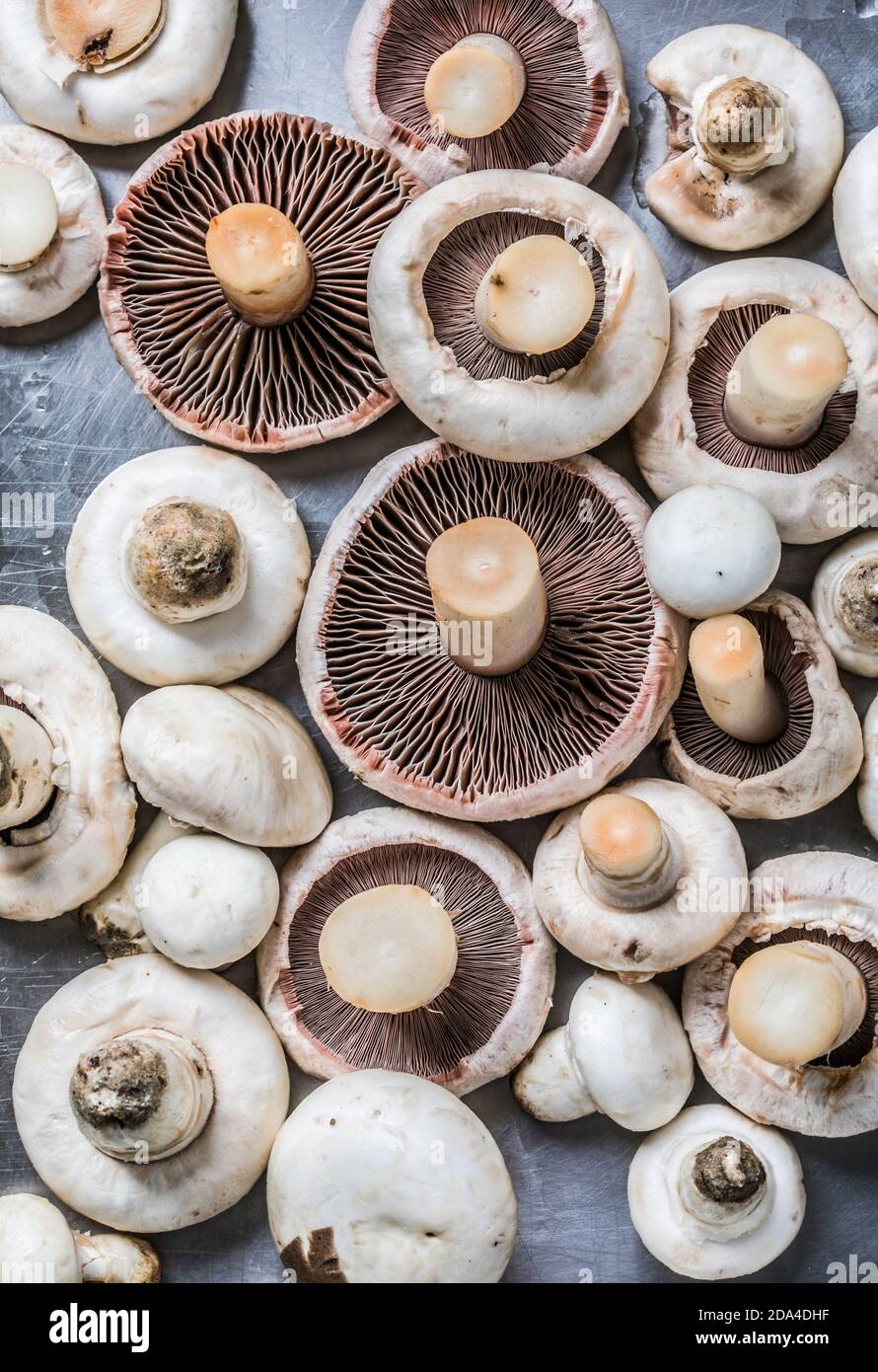Texture of fresh mushrooms. Champignons (button mushrooms) on smooth ...