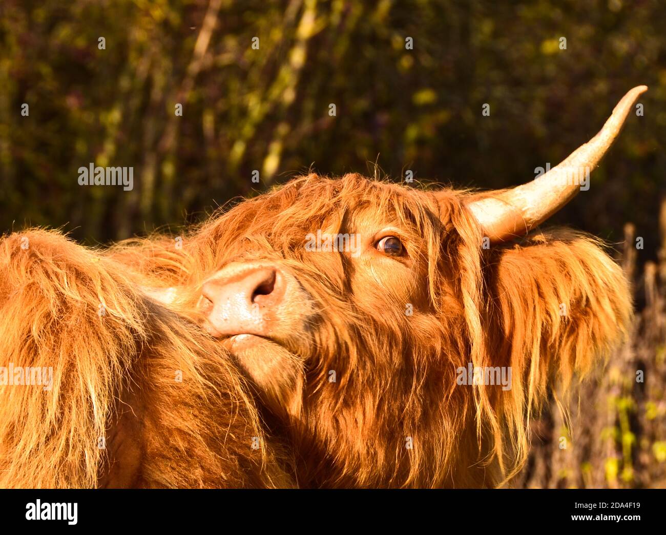 Portrait of a beautiful furry bull in the daylight Stock Photo - Alamy