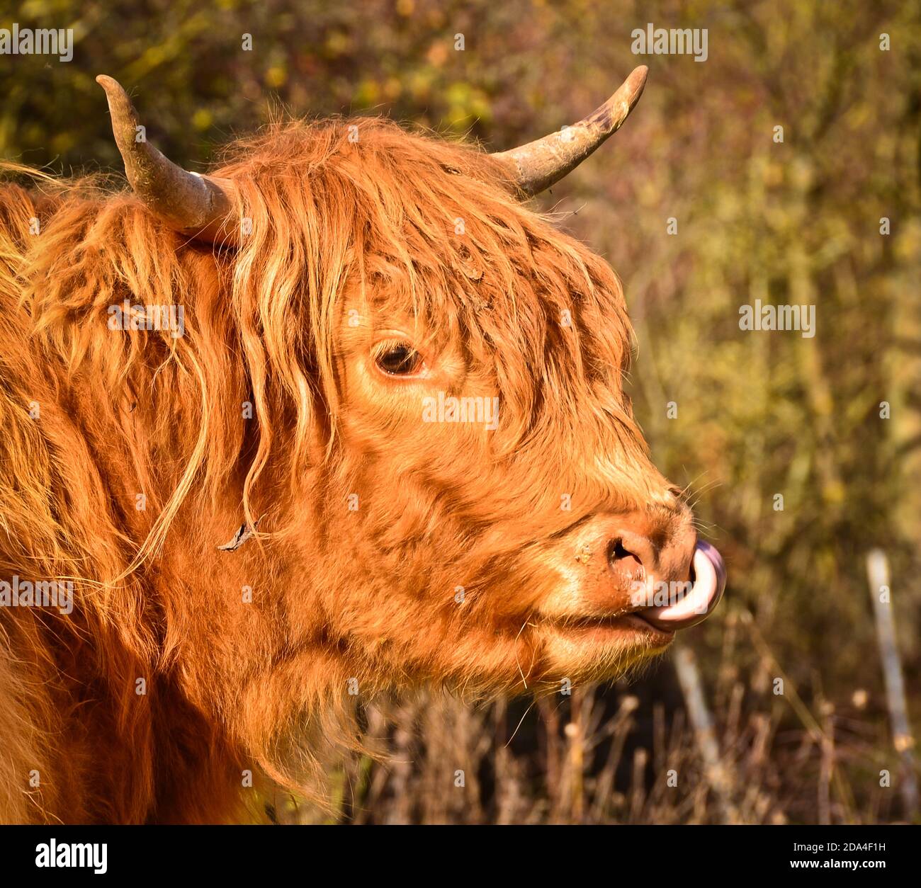 Portrait of a beautiful furry bull in the daylight Stock Photo - Alamy