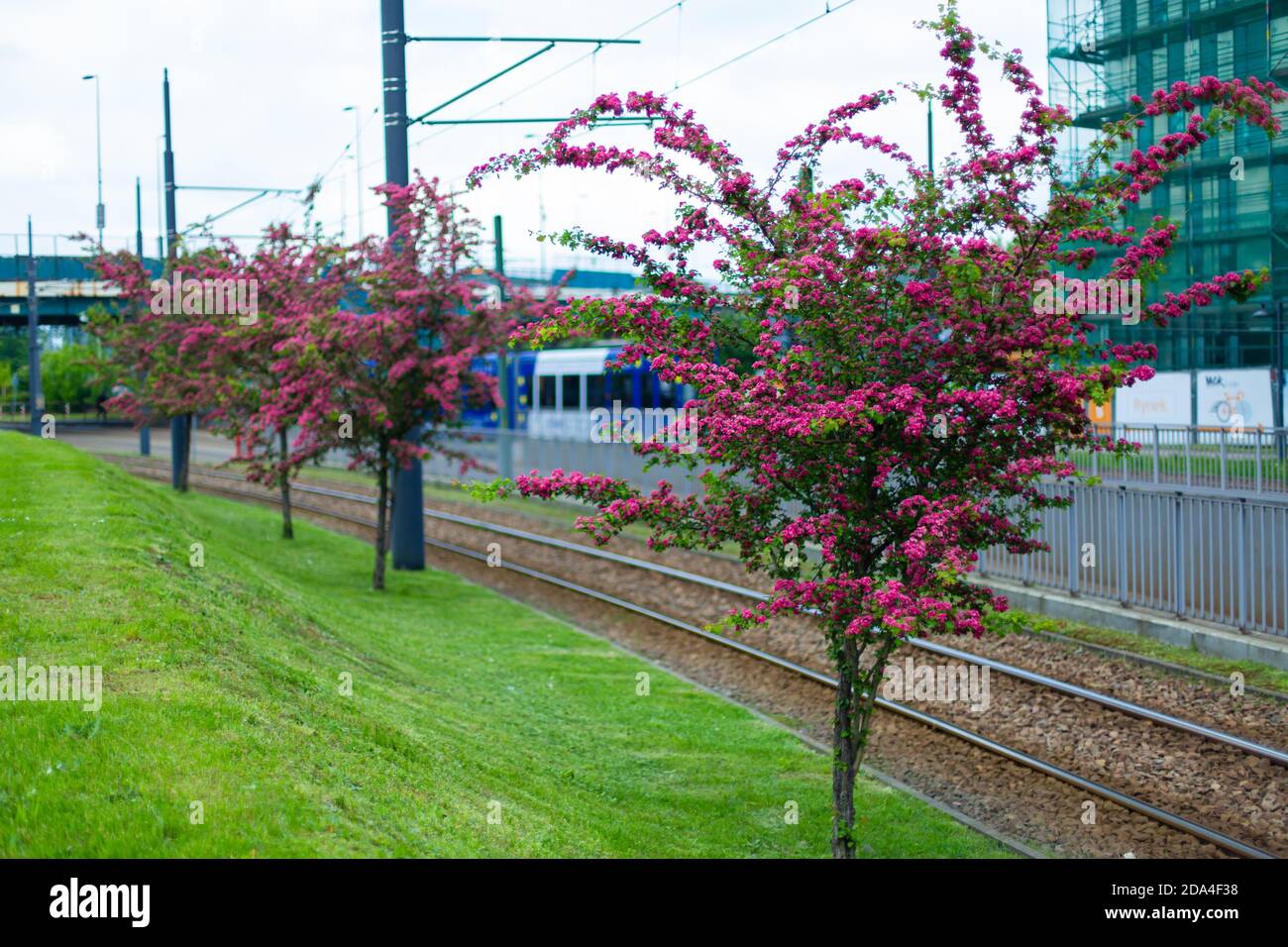 blooming-hawthorn-trees-in-the-city-in-summer-stock-photo-alamy