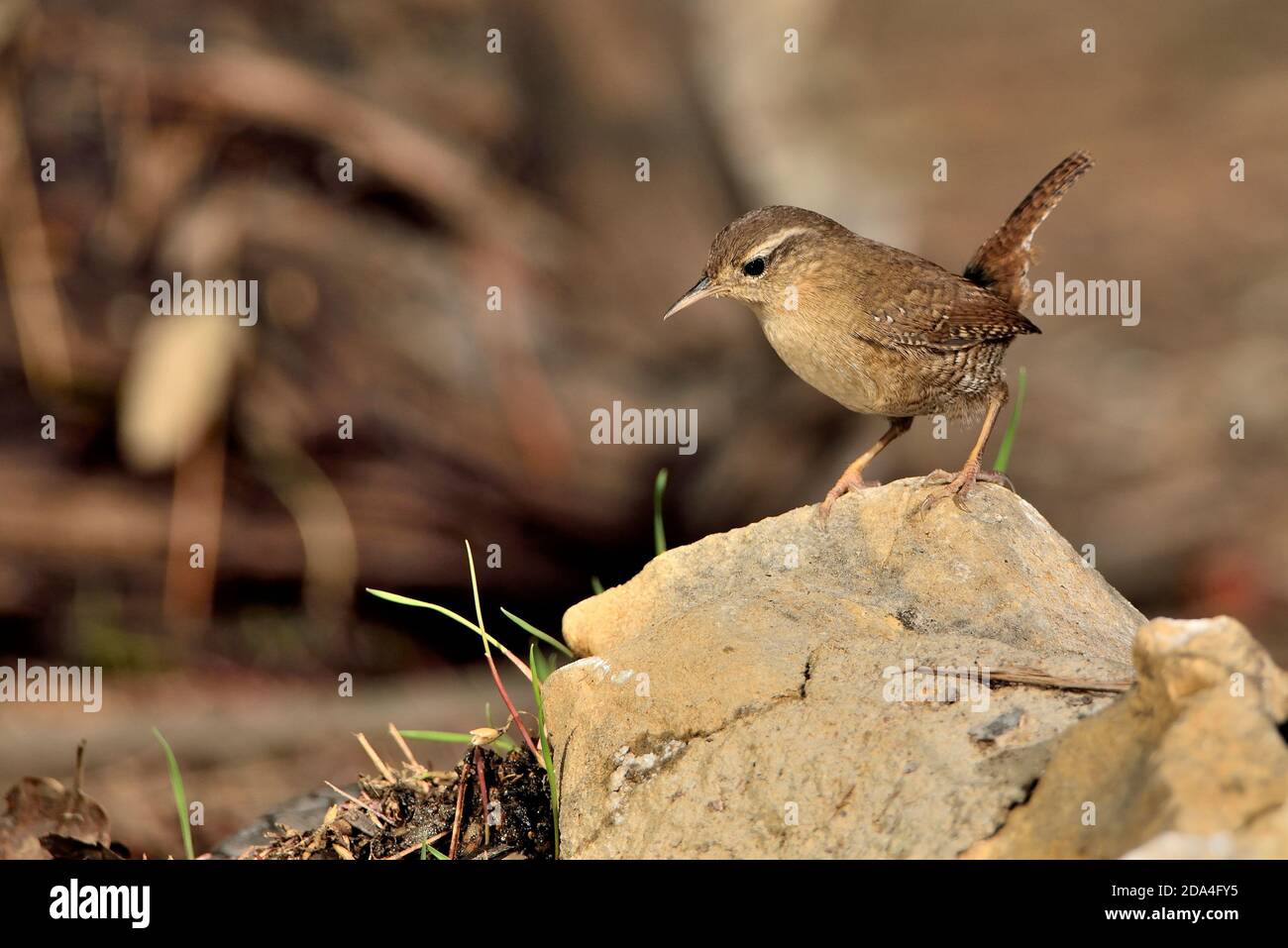 Wren Flying High Resolution Stock Photography and Images - Alamy