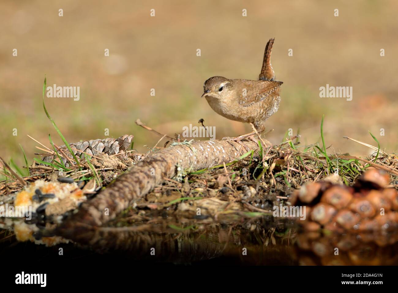 Wren Flying High Resolution Stock Photography and Images - Alamy