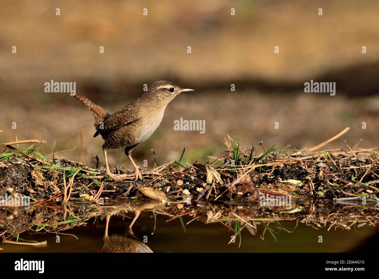 Wren Flying High Resolution Stock Photography and Images - Alamy