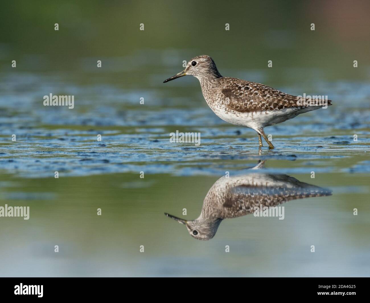 Wood sandpiper tree hi-res stock photography and images - Alamy