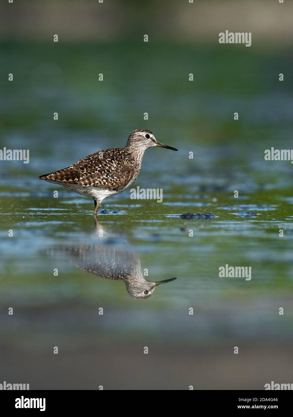 Beautiful nature scene withWood sandpiper (Tringa glareola). Wildlife ...