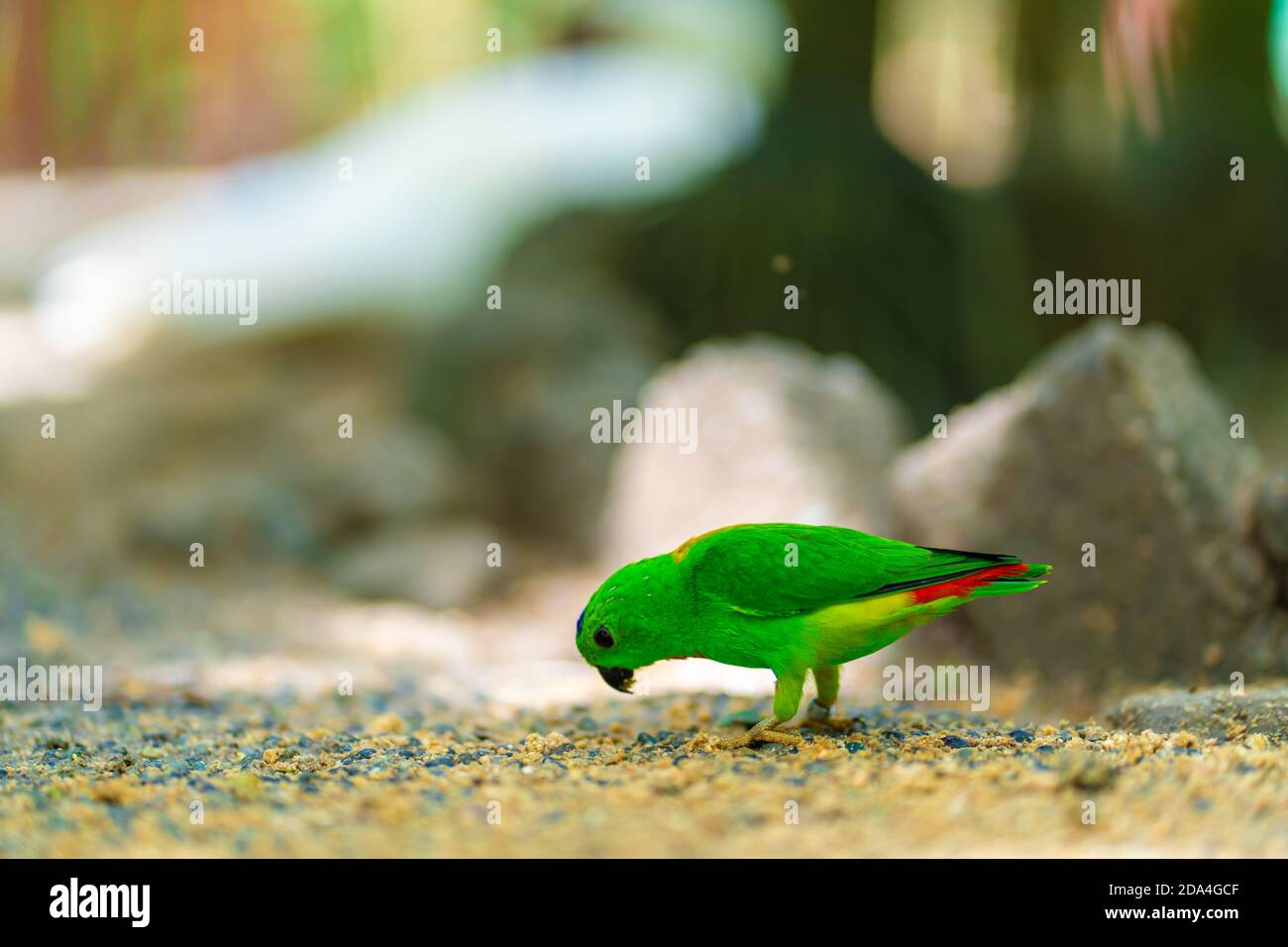 Very small and cute bright green parrot loriculus galgulus or blue ...