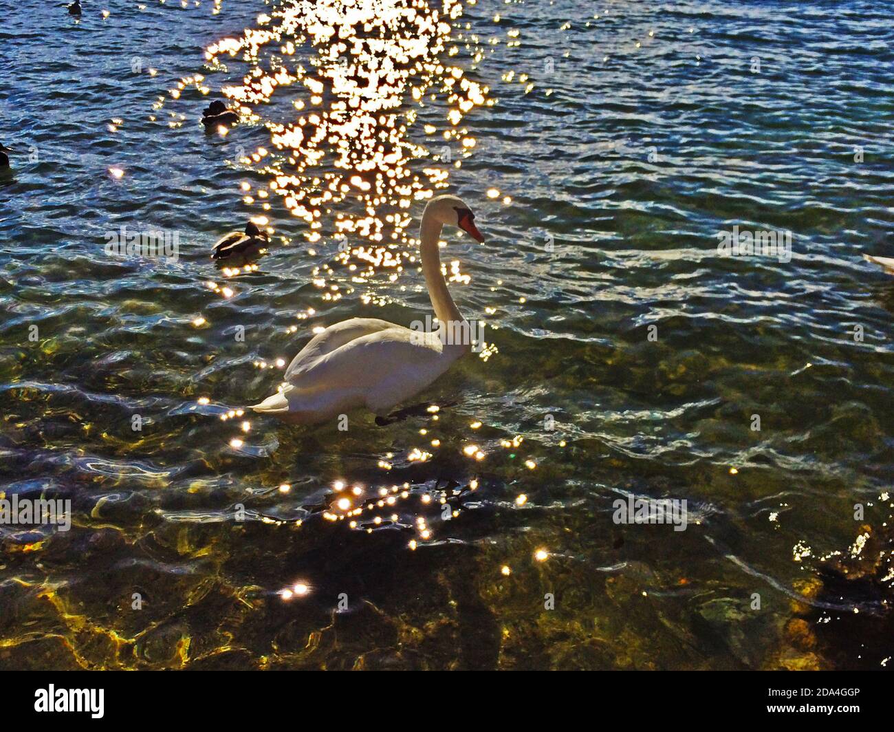 A swan in a lake. Geneva, Switzerland Stock Photo - Alamy