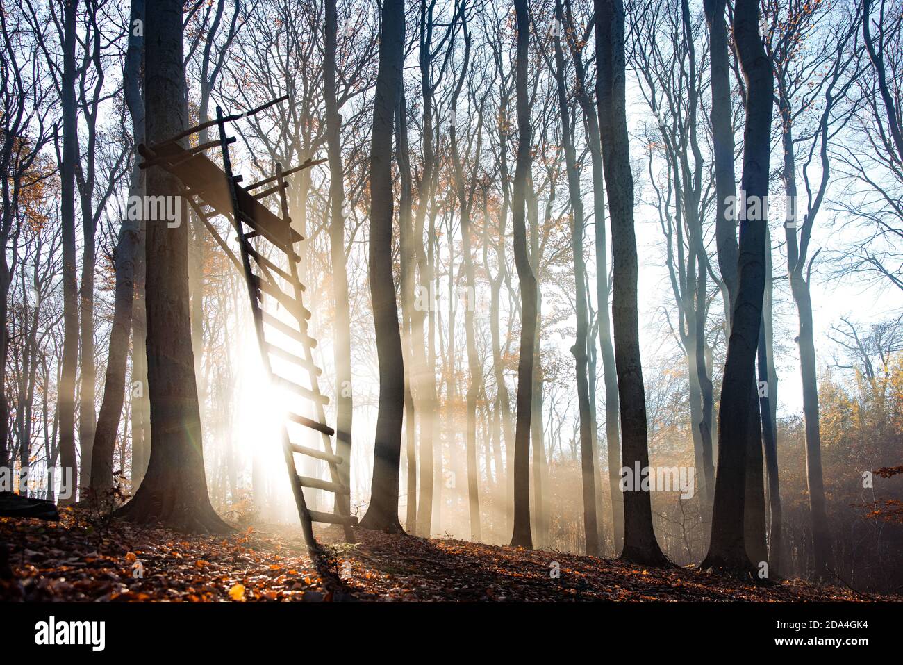 Wooden ladder leaning on a tree in a forest under the bright sunlight ...