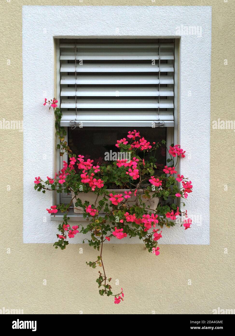 Plant on window ledge. Geneva, Switzerland Stock Photo - Alamy