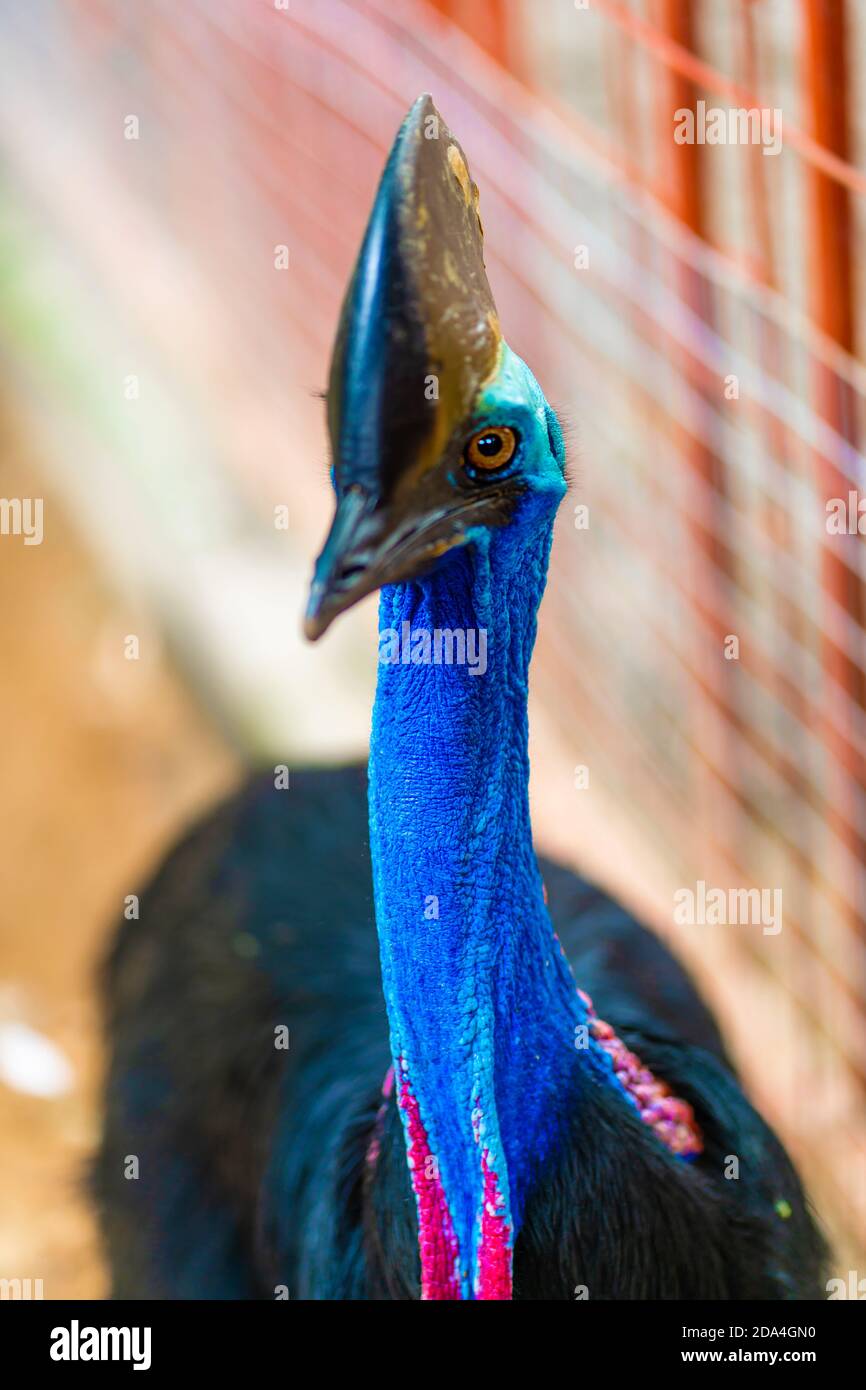 Cassowary close-up. Cassowary head. Big aggressive bird Stock Photo - Alamy