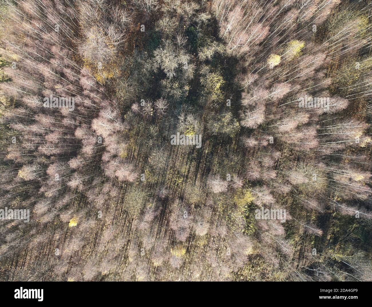Aerial tree landscape hi-res stock photography and images - Alamy