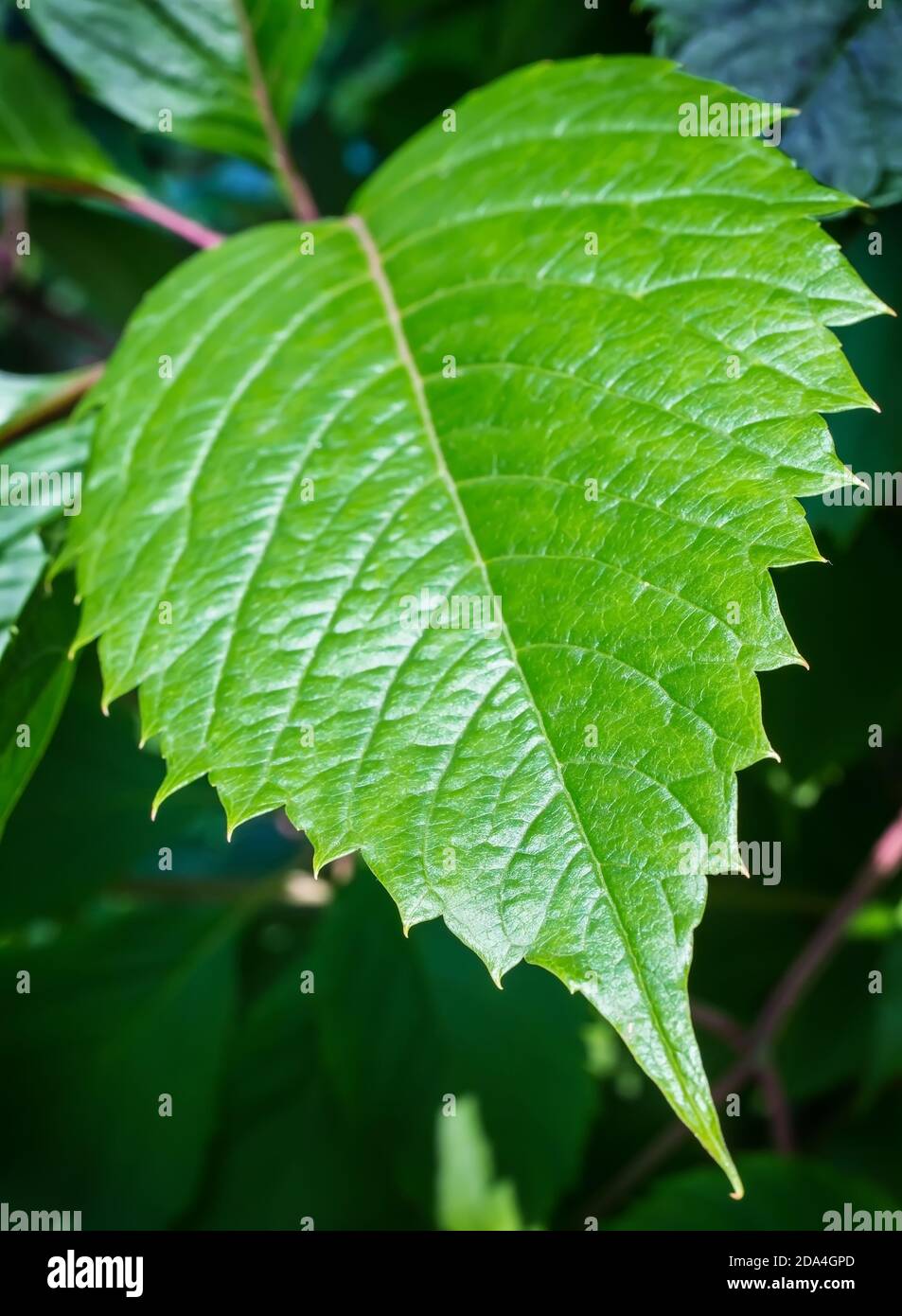 big green leaf closeup background Stock Photo - Alamy