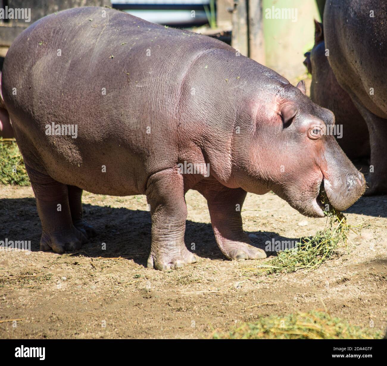 View of hippopotamus standing on the ground Stock Photo - Alamy