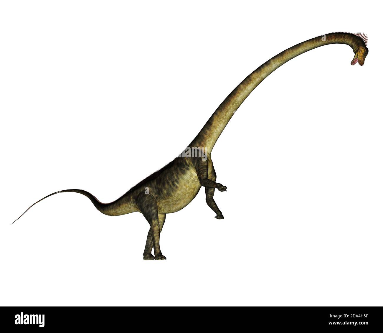Barosaurus dinosaur rearing up - 3D render Stock Photo - Alamy