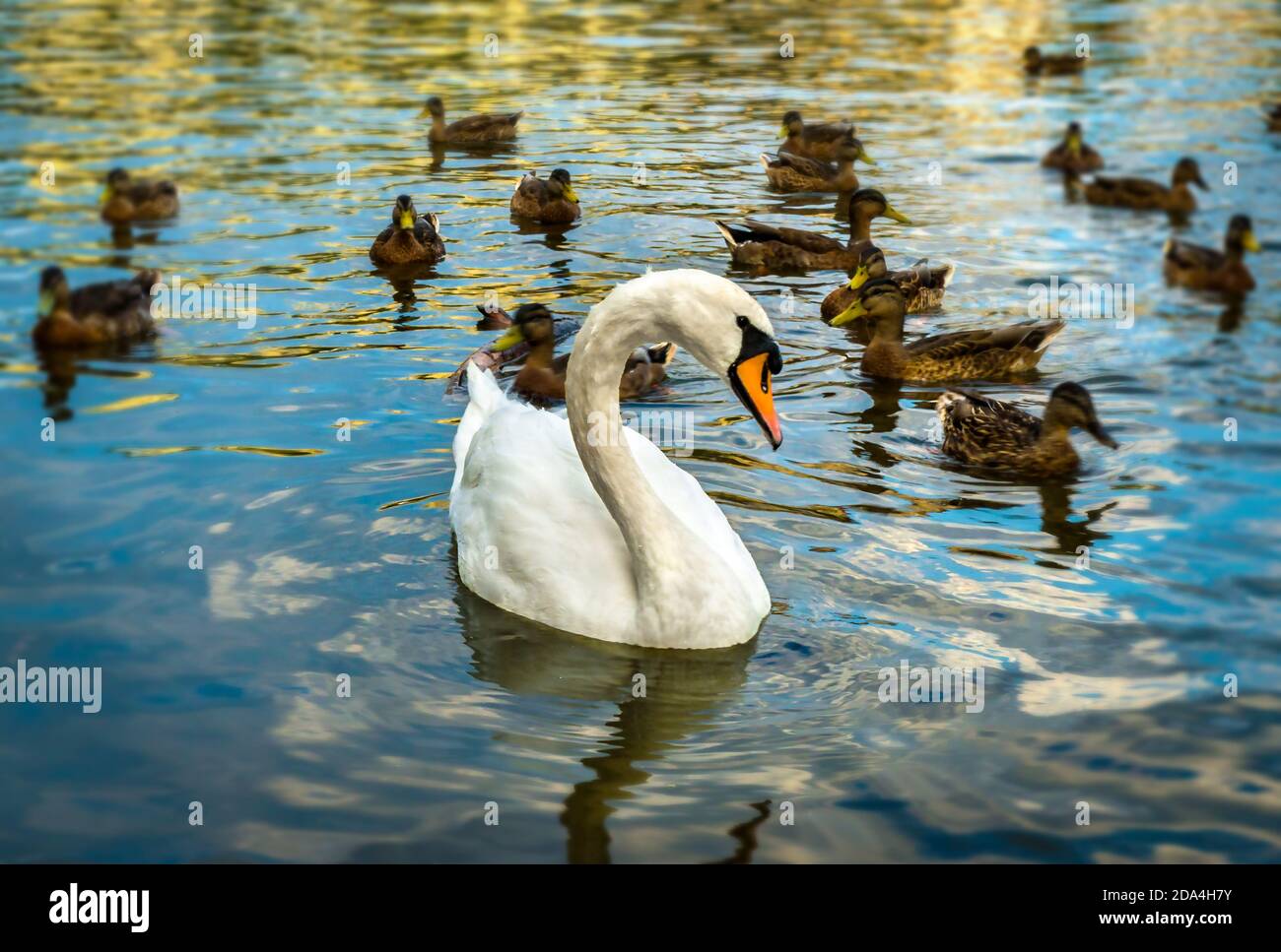 Swan and ducks Stock Photo - Alamy