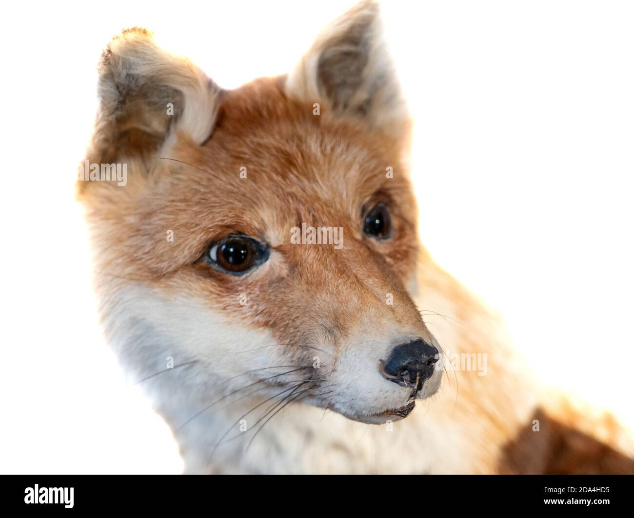 Red fox isolated on white background Stock Photo - Alamy