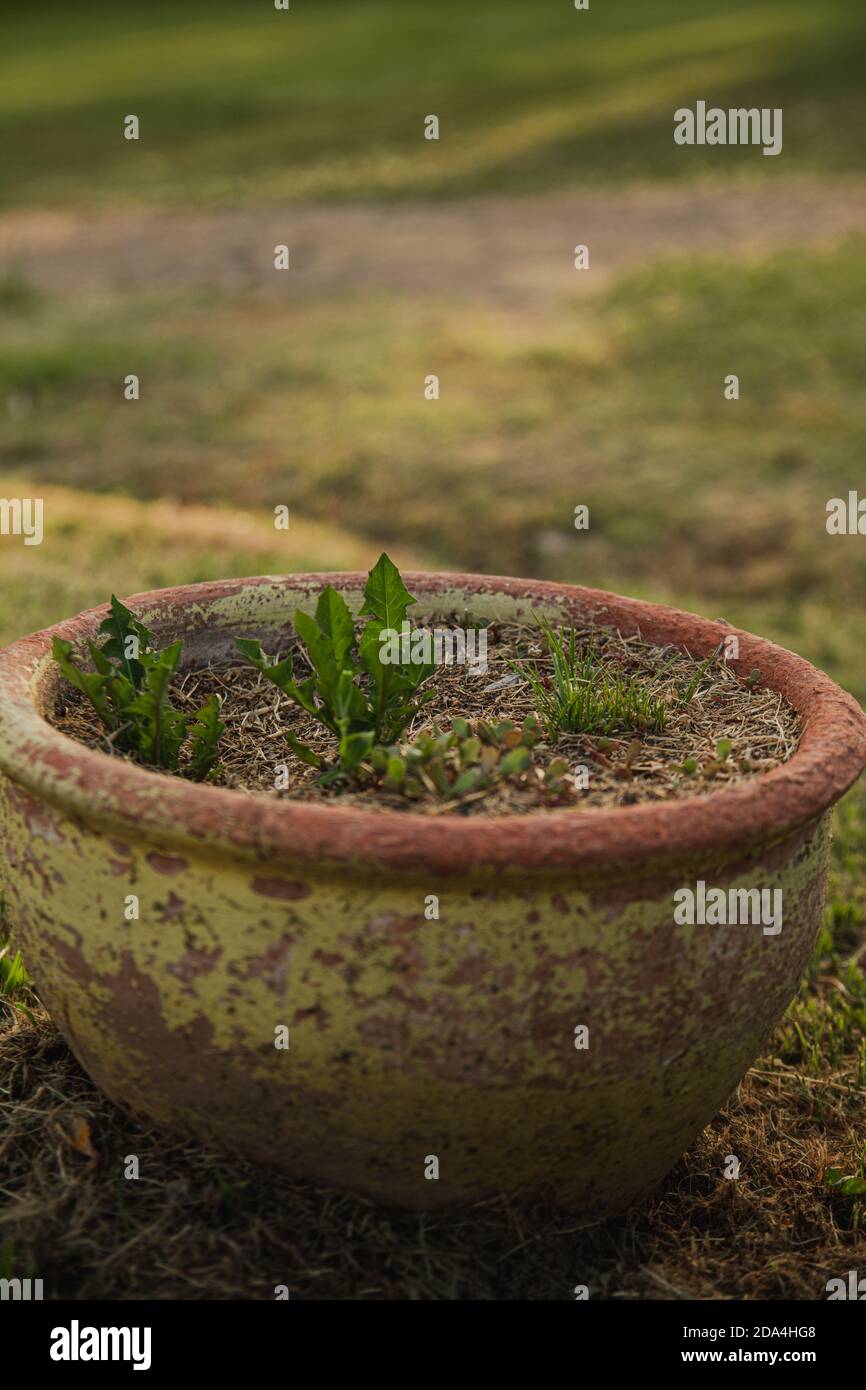 Old rusty pot with plants in the garden Stock Photo - Alamy