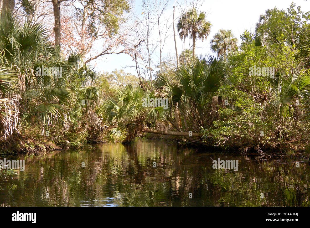 Ocala national forest hi-res stock photography and images - Alamy