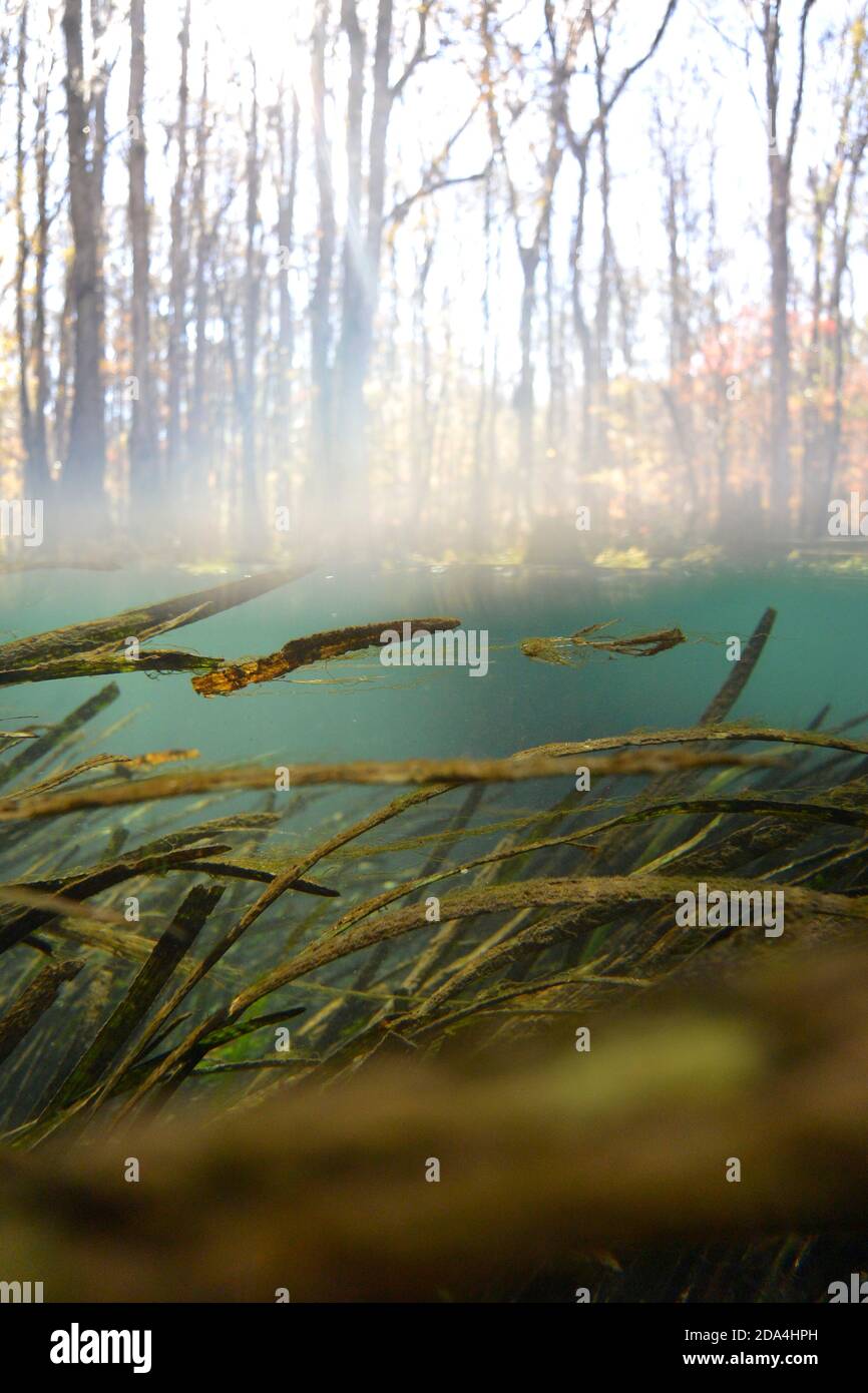 Eel grass hi-res stock photography and images - Alamy