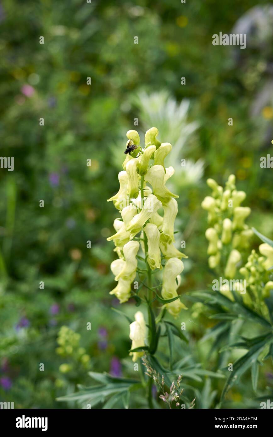 Aconitum lycoctonum yellow inflorescence Stock Photo - Alamy