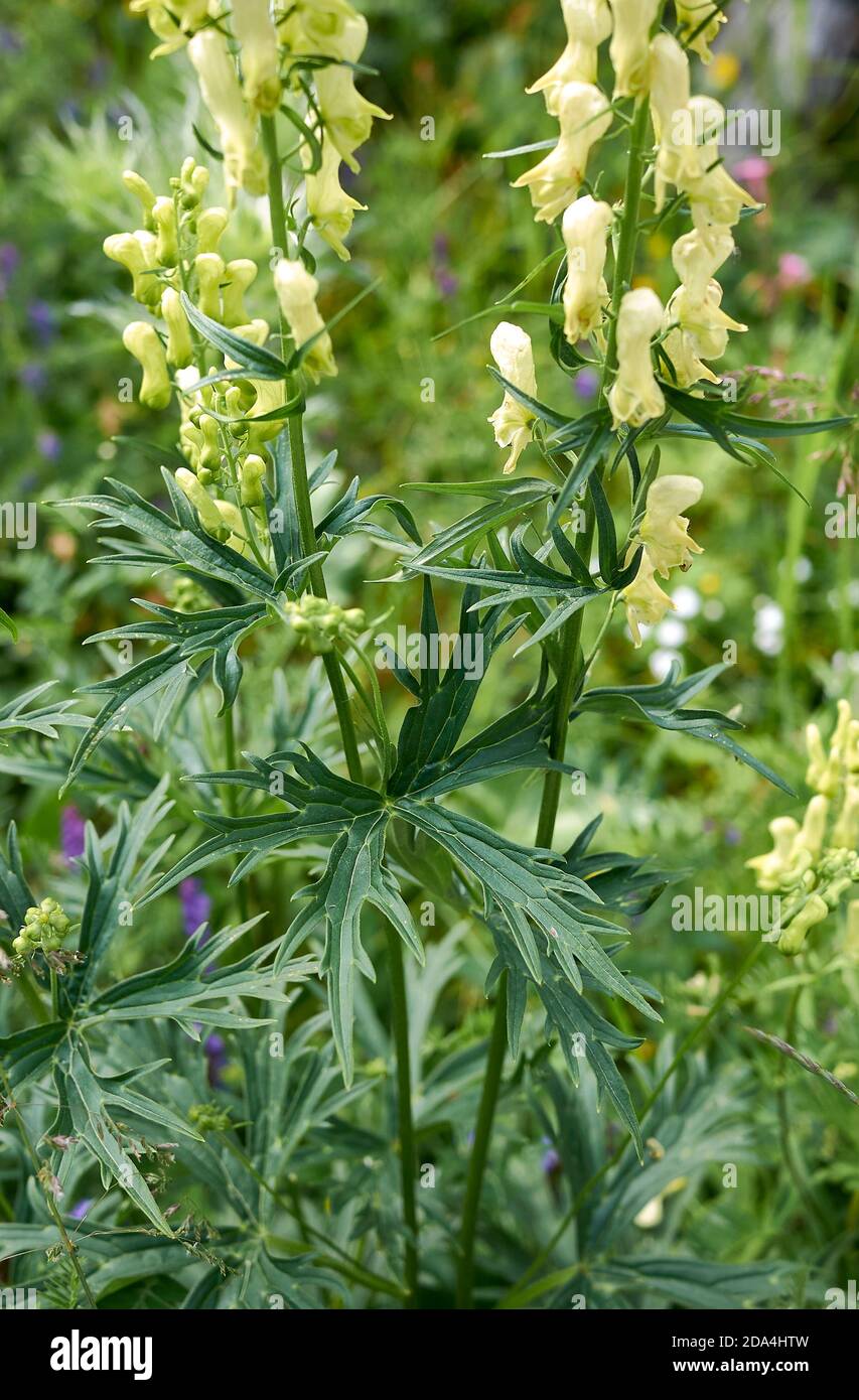 Aconitum lycoctonum hi-res stock photography and images - Alamy