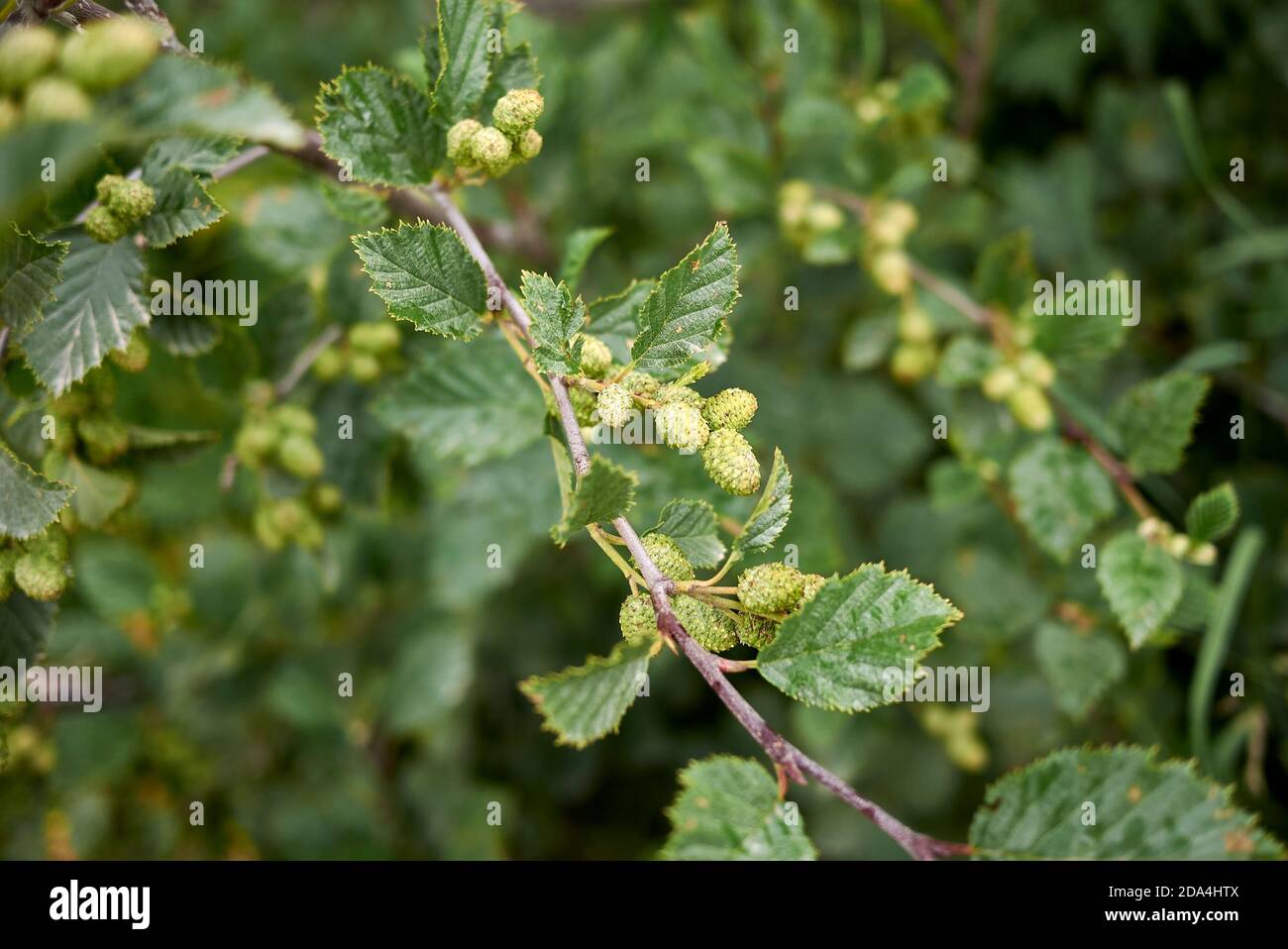 Alnus incana fresh leaves Stock Photo - Alamy