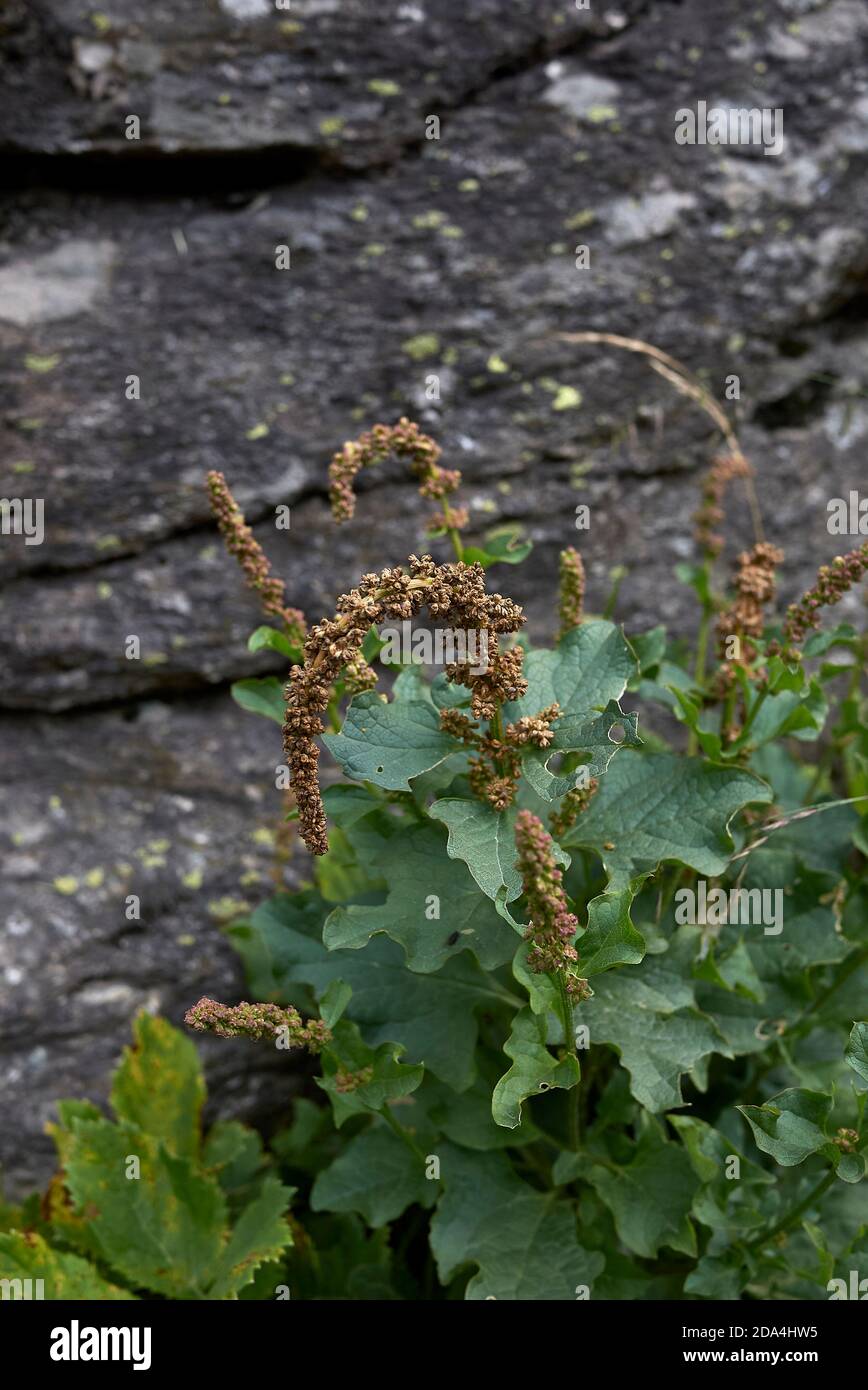 Blitum bonus-henricus edible plant in bloom Stock Photo - Alamy