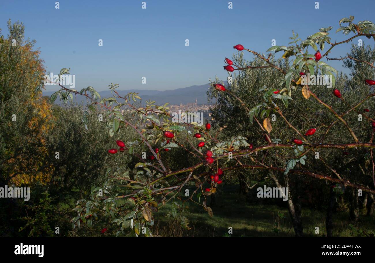 Bramble Berries High Resolution Stock Photography and Images - Alamy