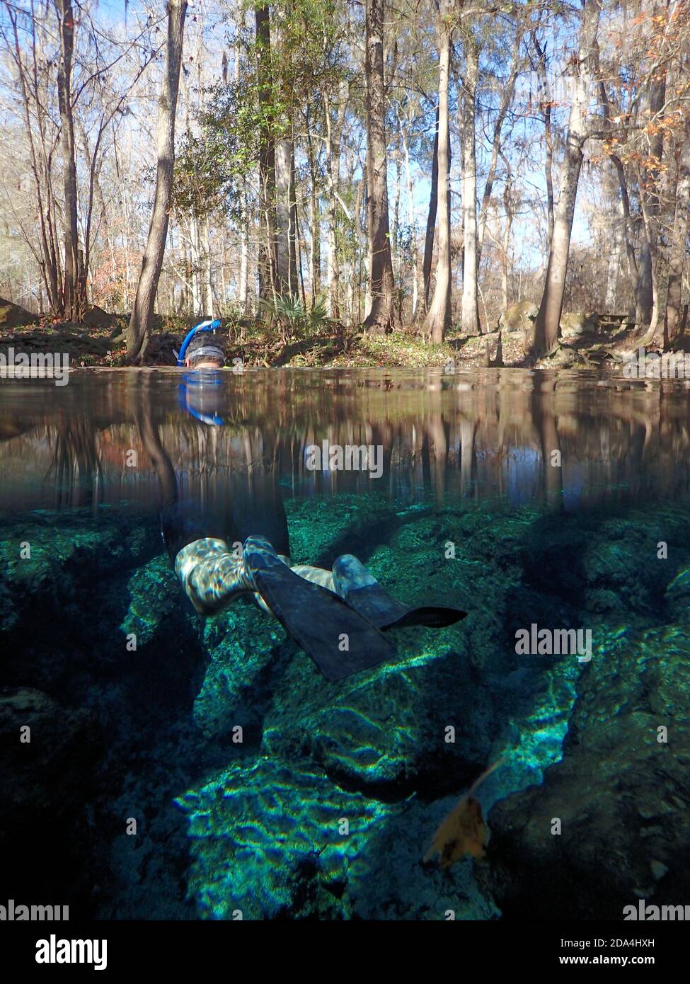 Snorkelling in a Florida spring Stock Photo - Alamy