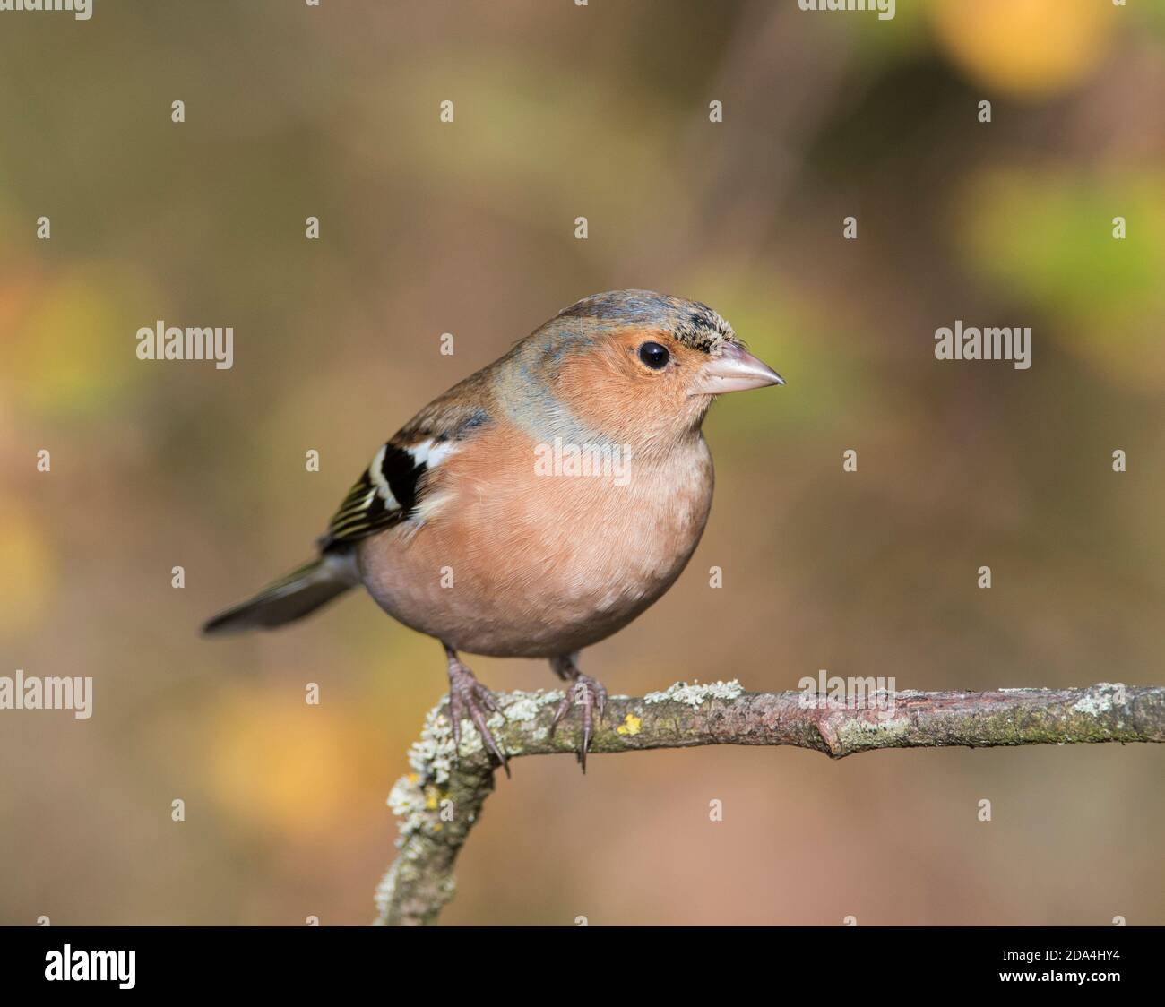 British finches hi-res stock photography and images - Alamy