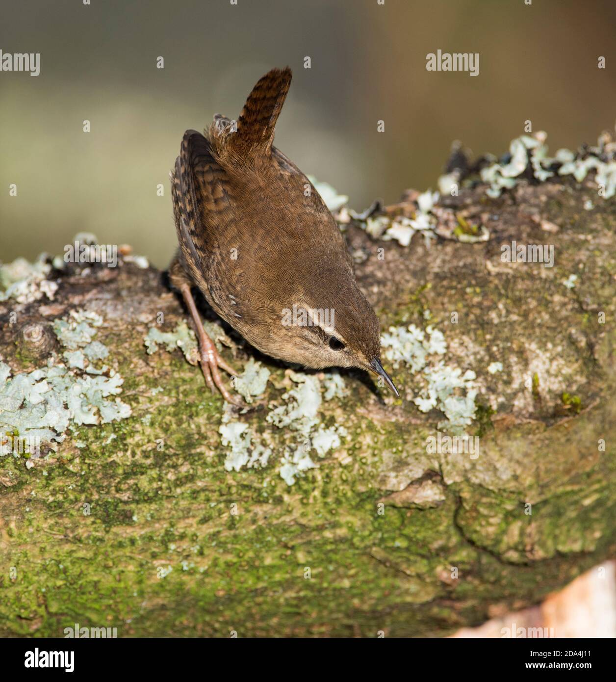 European wren troglodytes on hi-res stock photography and images - Alamy