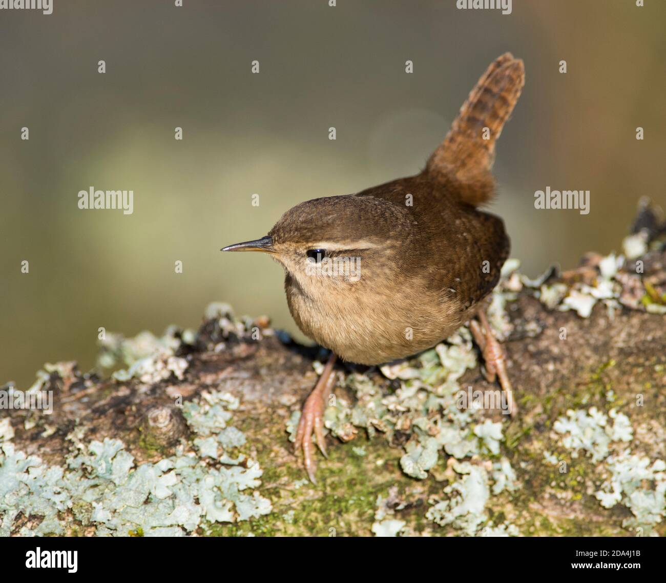 Jenny wren on a log hi-res stock photography and images - Alamy