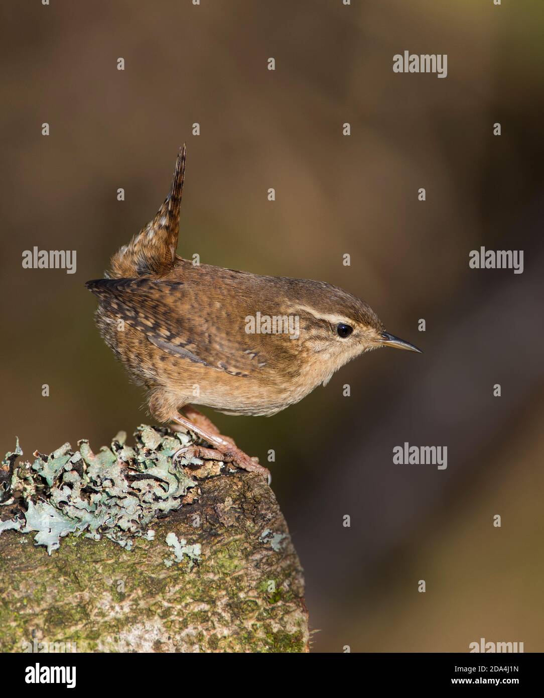 Oak log hi-res stock photography and images - Alamy