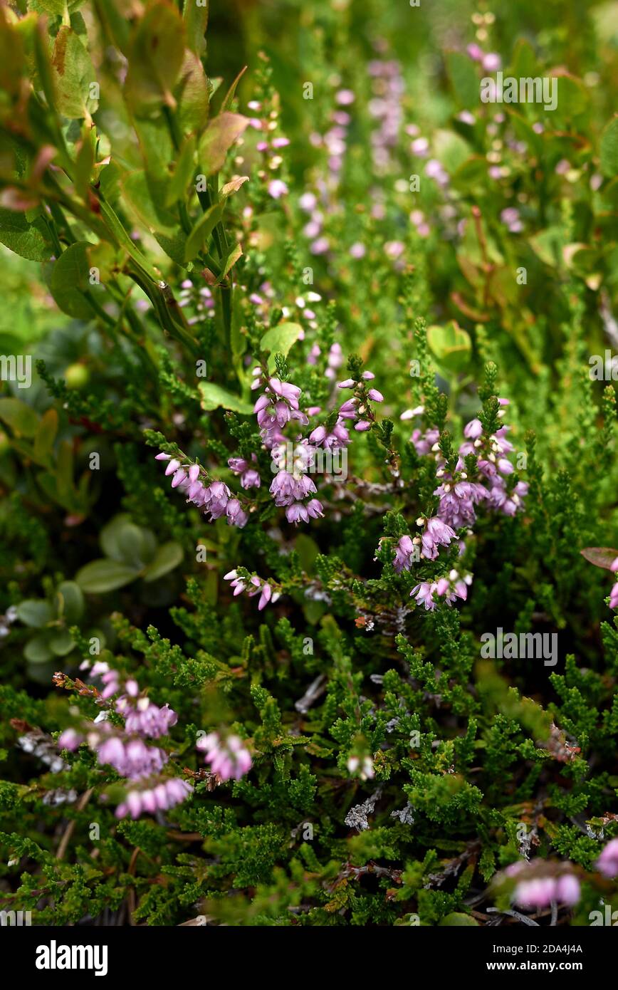 Calluna vulgaris plants in bloom Stock Photo - Alamy