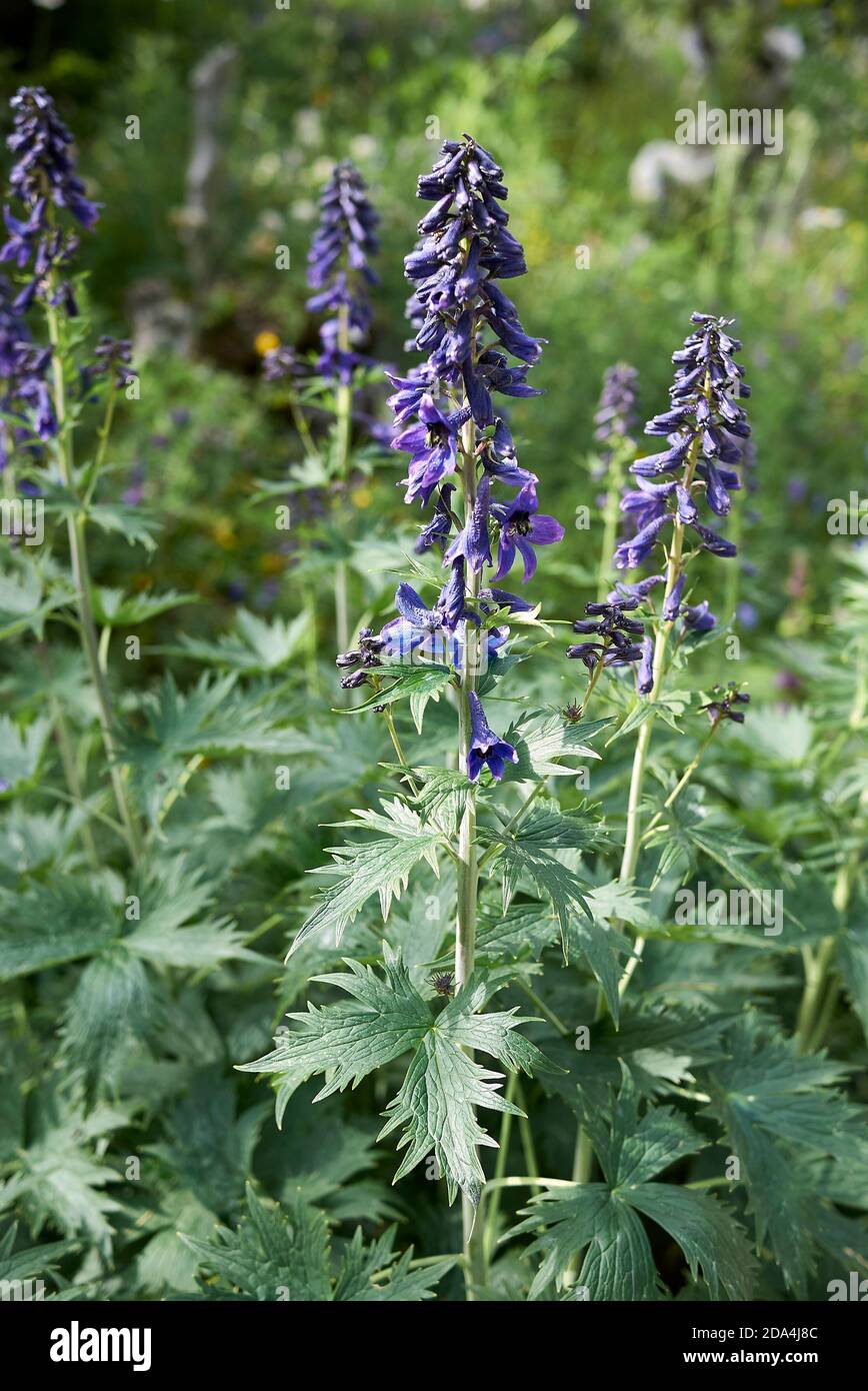 Purple Alpine Delphinium Blooming High Resolution Stock Photography and ...