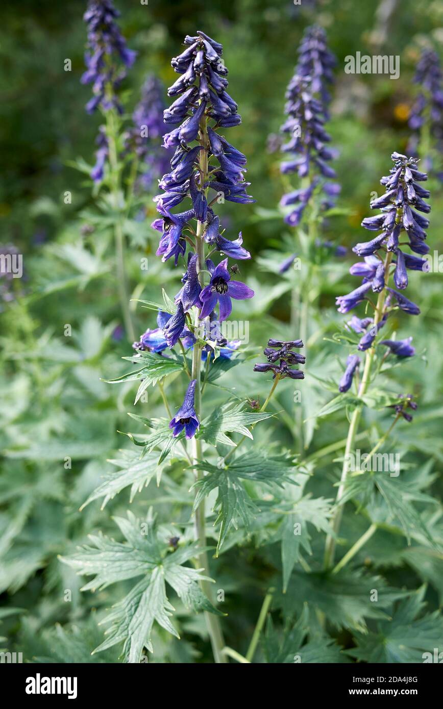 Purple alpine delphinium blooming hi-res stock photography and images ...