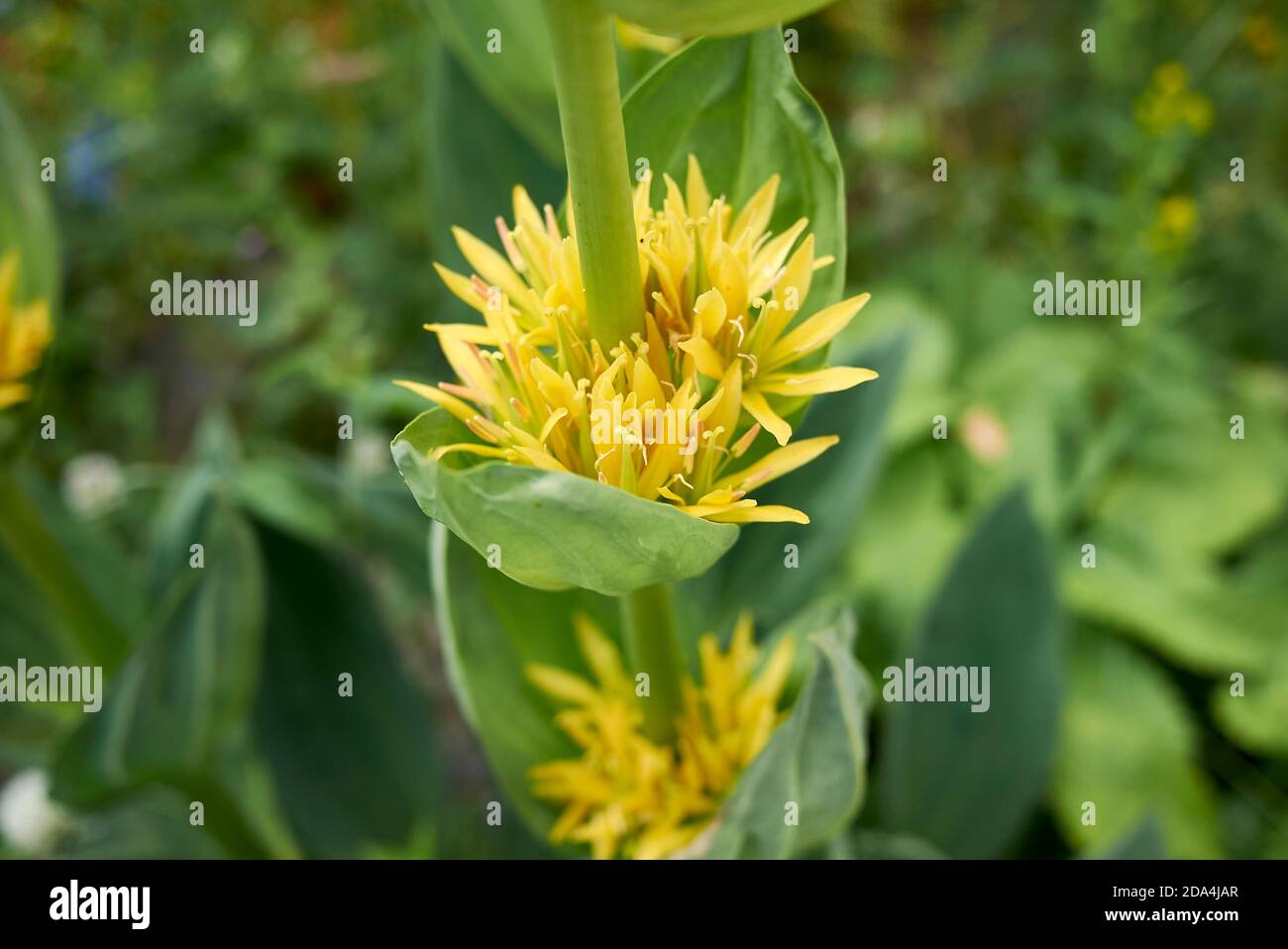 Gentiana lutea plant in hi-res stock photography and images - Alamy