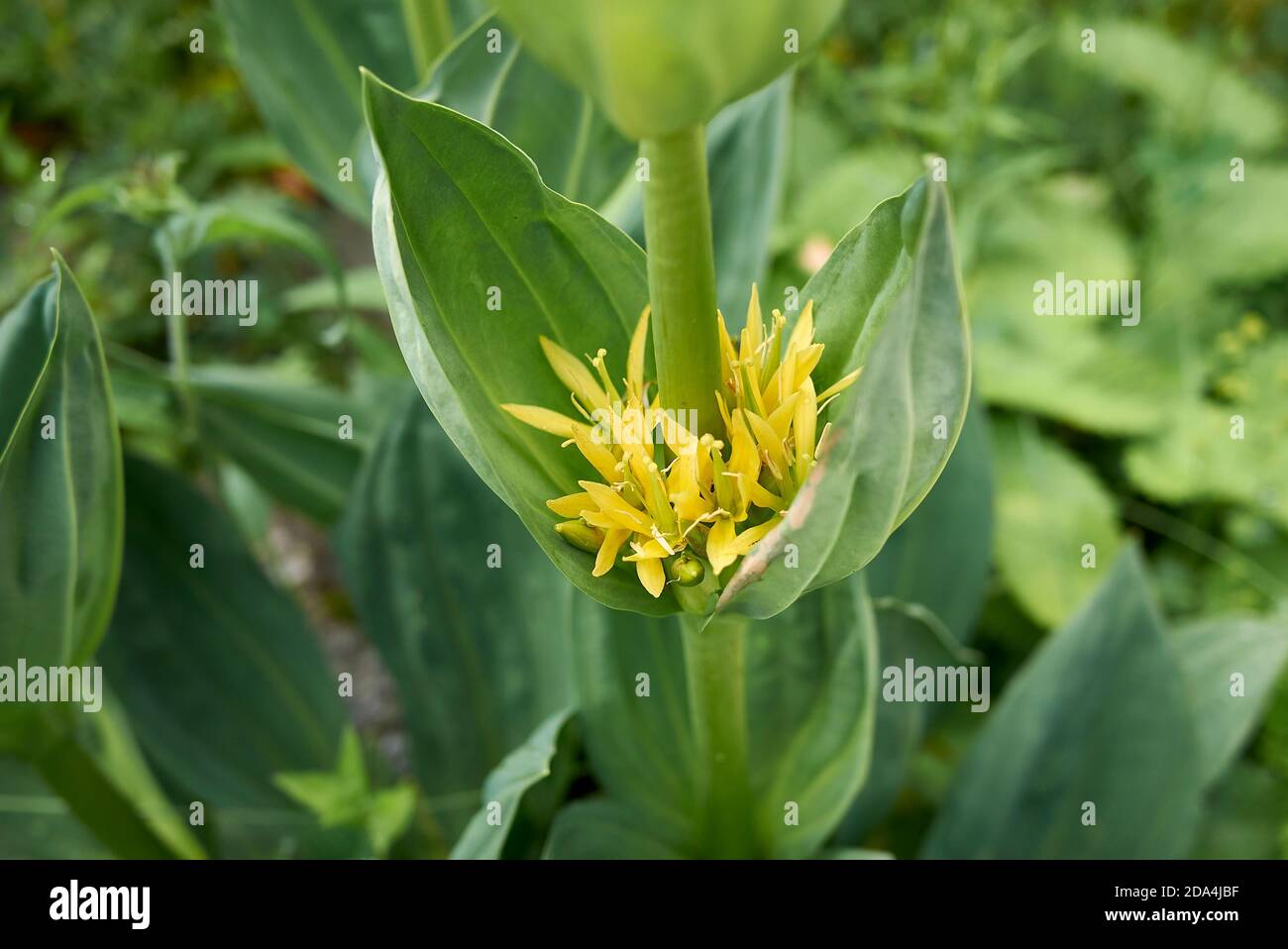 Gentiana lutea plant in bloom Stock Photo - Alamy