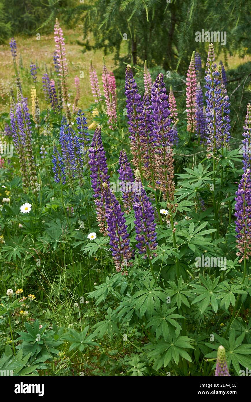 Violet lupinus polyphyllus hi-res stock photography and images - Alamy