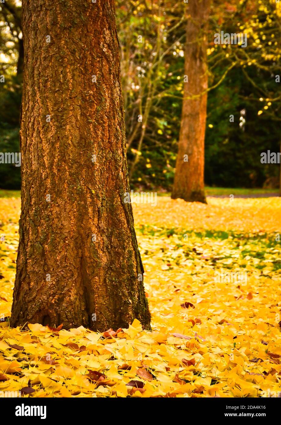 A stem of an old tree standing in the middle of bright foliage on the ...