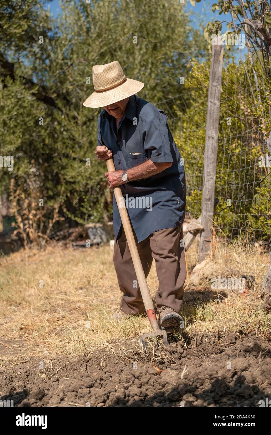 Senior man in straw hat and bright blue long shirt plowing by hand in ...