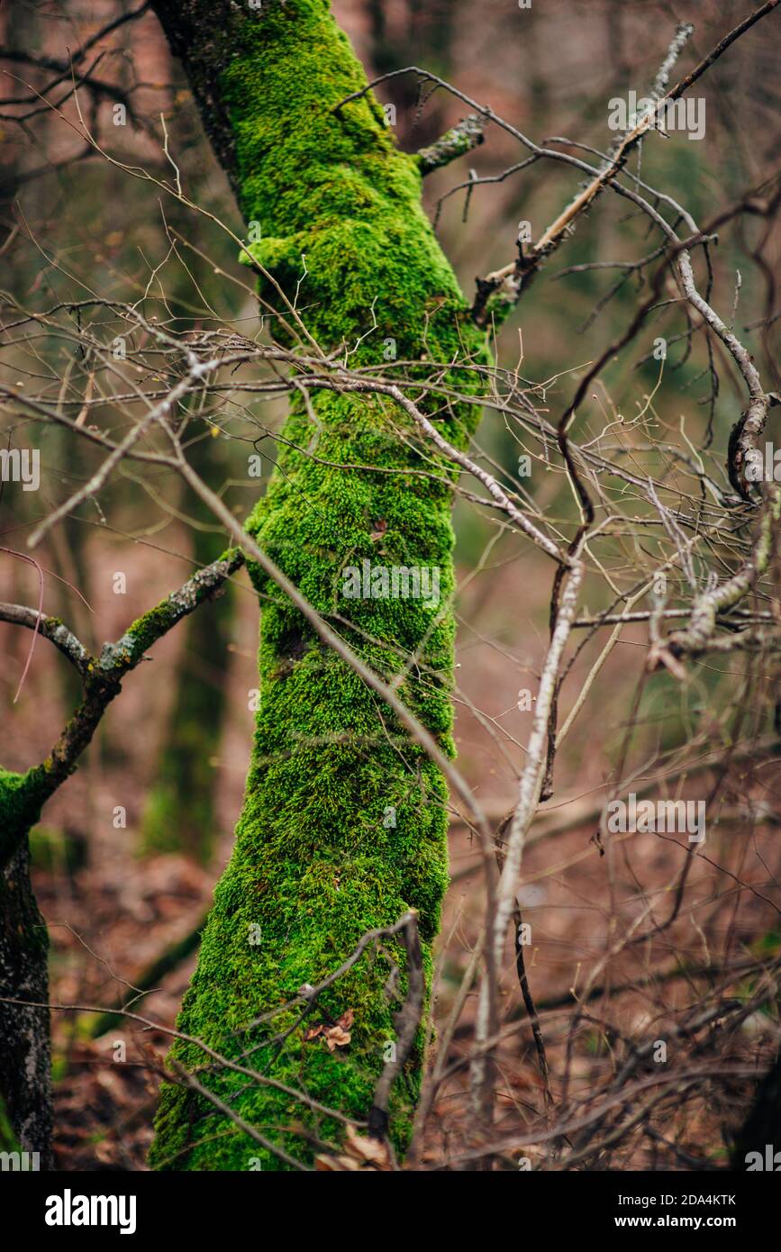 Green Moss texture, in forest on the tree for beautiful background ...