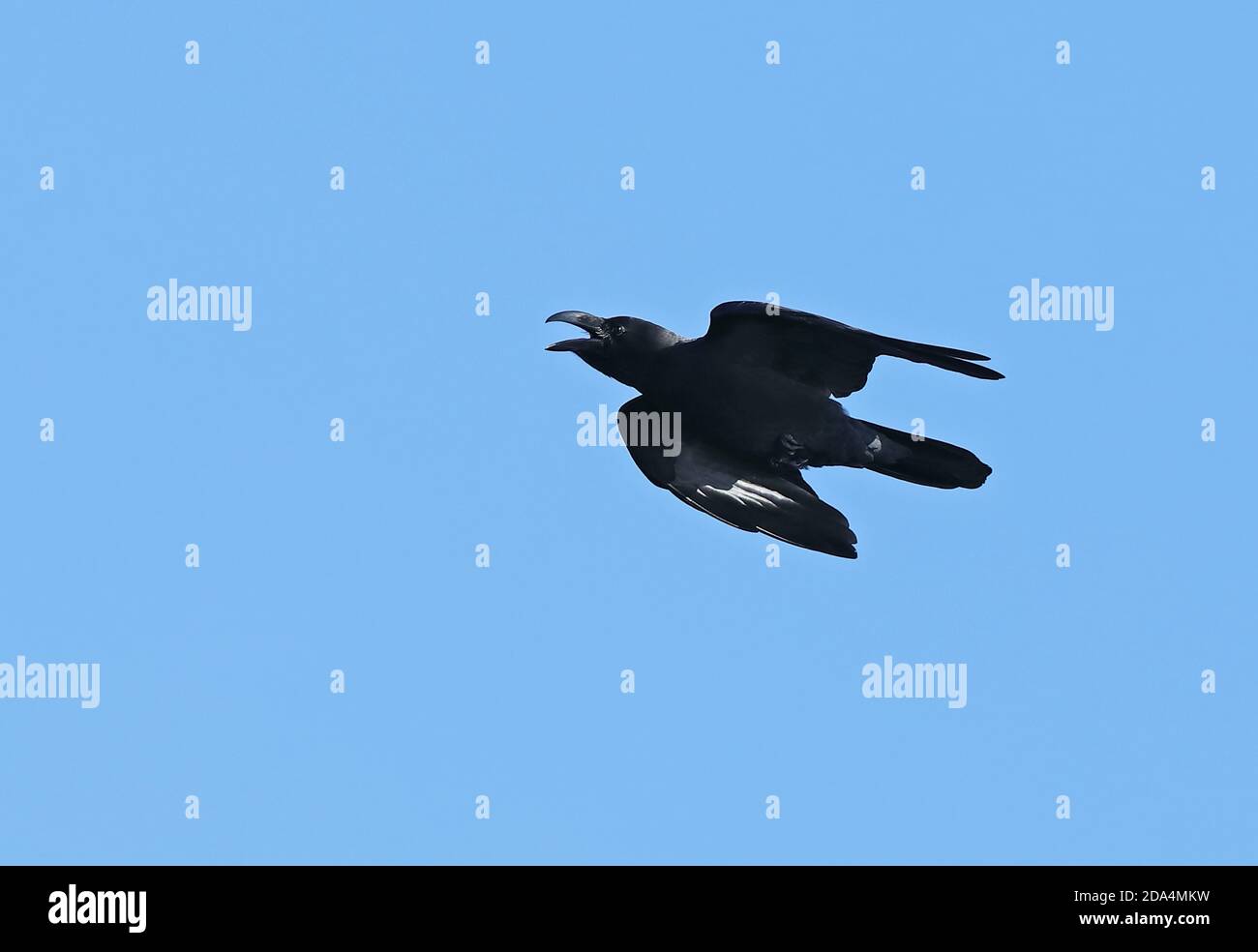 Common japanese birds hi-res stock photography and images - Alamy