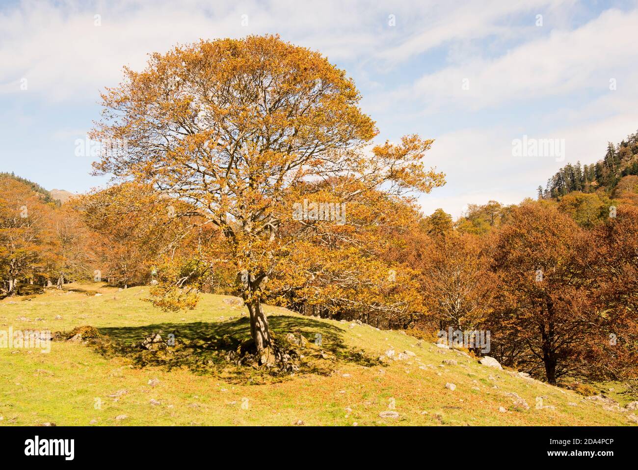 Artiga de hi-res stock photography and images - Alamy