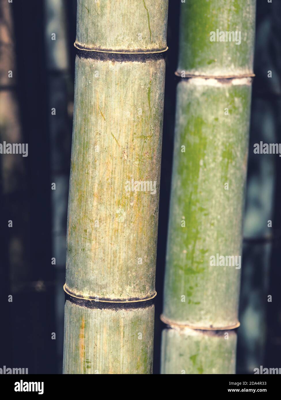 Bamboo in japan hi-res stock photography and images - Alamy