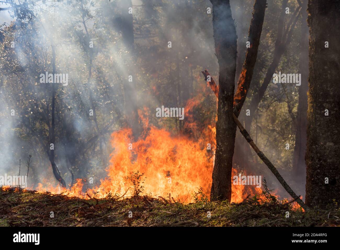 View of a forest fire with fire flames with light shining through Stock ...